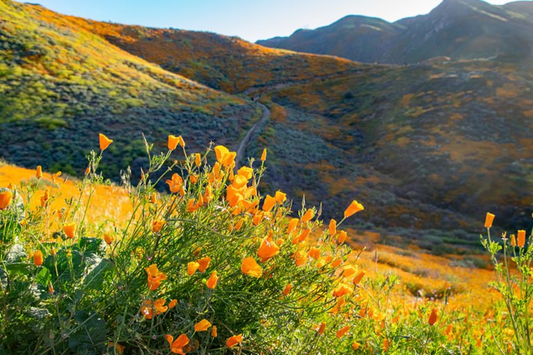 Lake Elsinore City Council approves Spring Street sidewalk design ...