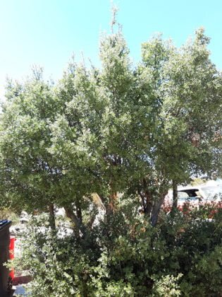 Scrub oak trees provide for many | Valley News