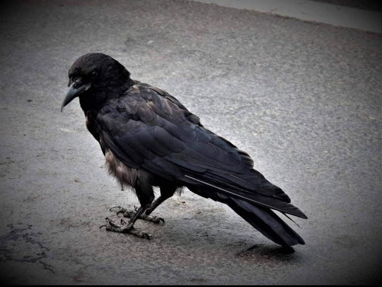 Ravens give gifts | Valley News