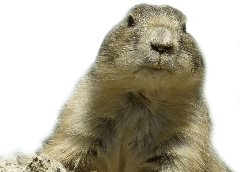 Are gophers getting the best of your yard? | Valley News