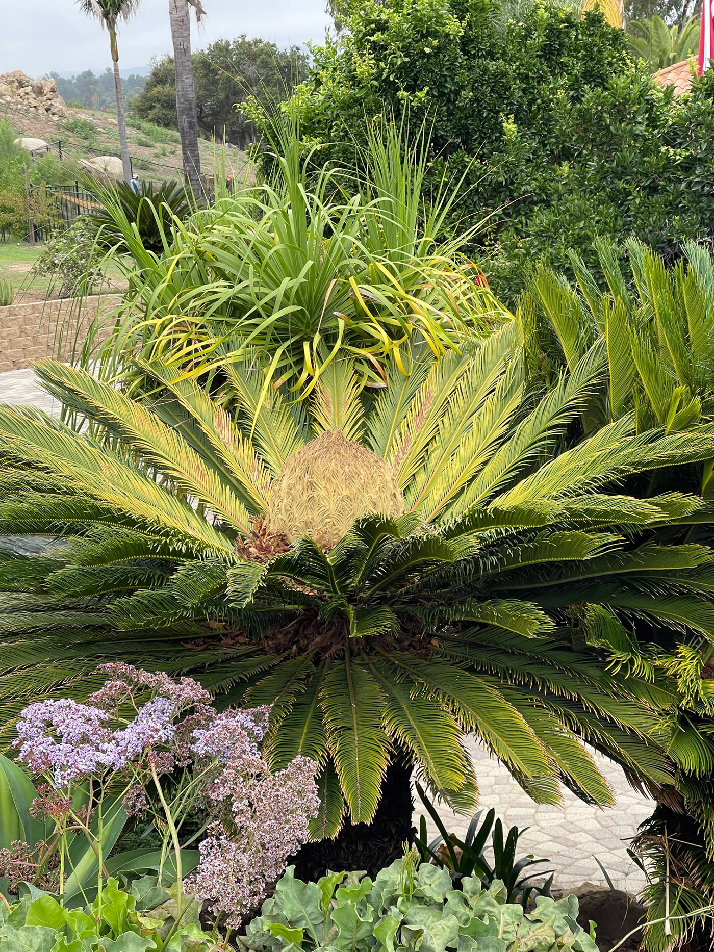 Toxic and poisonous plants are out in the landscape | Valley News